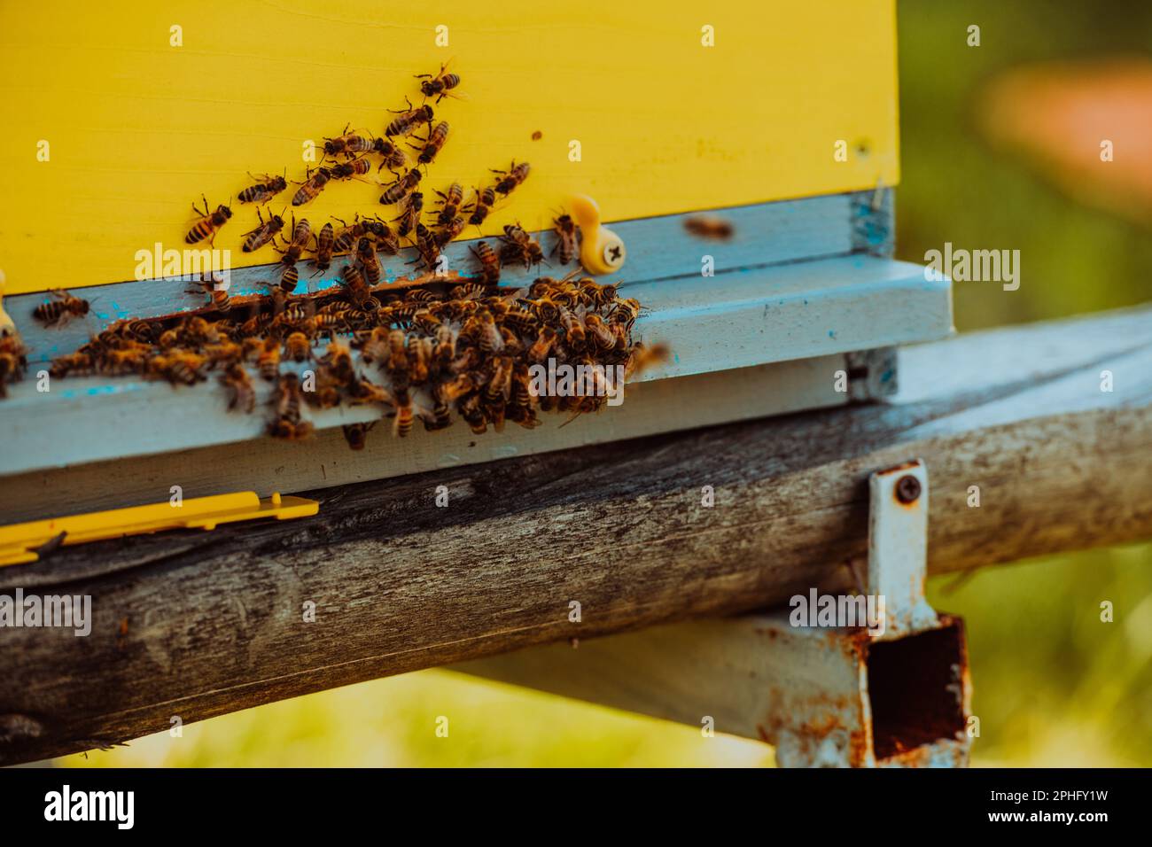 Close up photo of bees hovering around the hive carrying pollen Stock ...