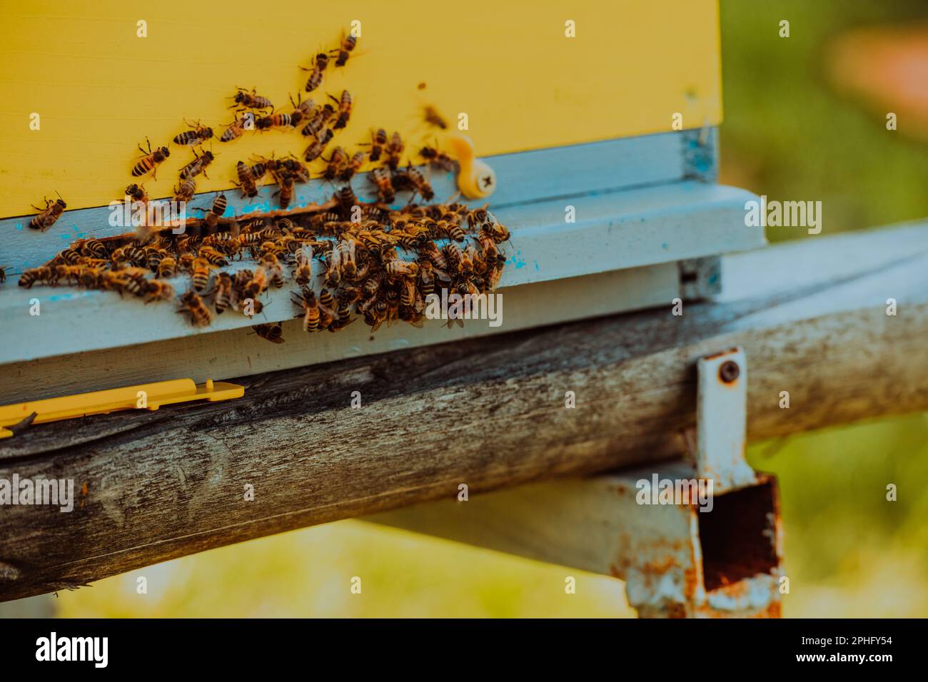 Close up photo of bees hovering around the hive carrying pollen Stock ...