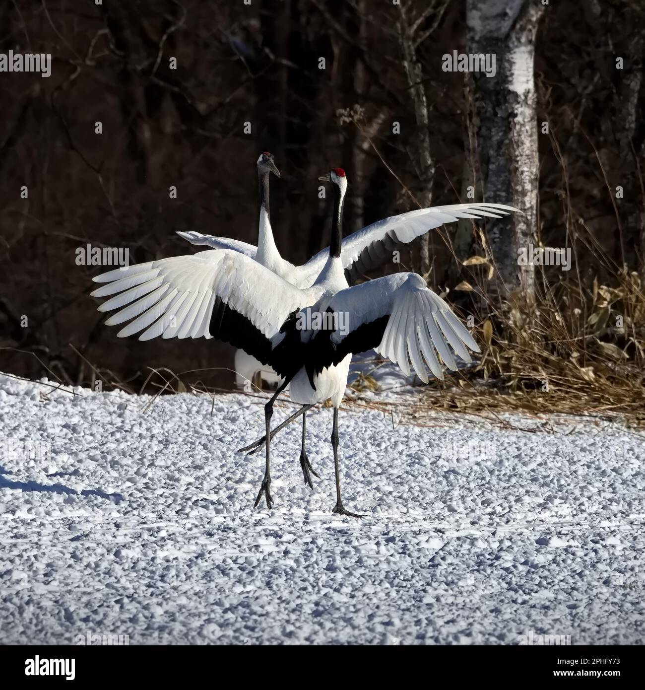 A majestic shot of Red-crowned cranes standing on the snowy ground with ...