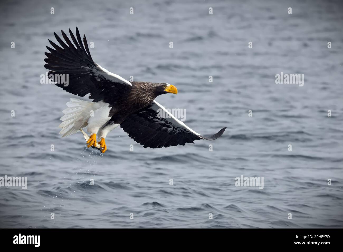 A majestic bald eagle in flight over a tranquil lake, its powerful ...