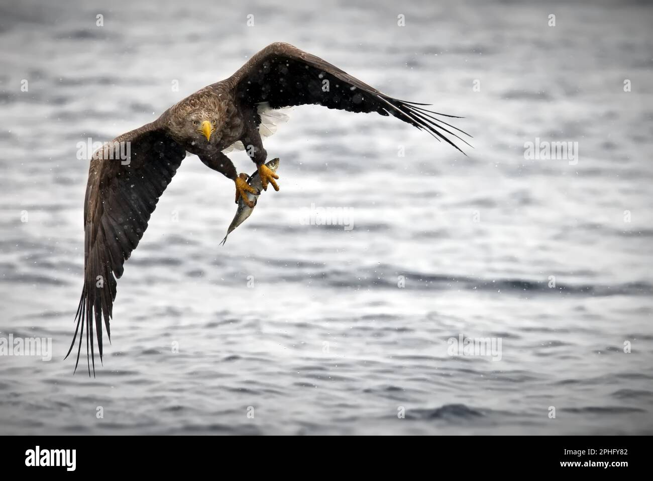 A White-Tailed eagle, soaring over a glimmering body of water, firmly ...