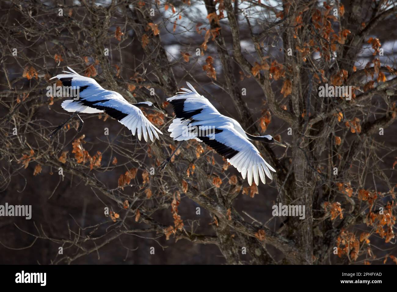 Two Red-crowned cranes soaring through a barren winter tree, surrounded ...