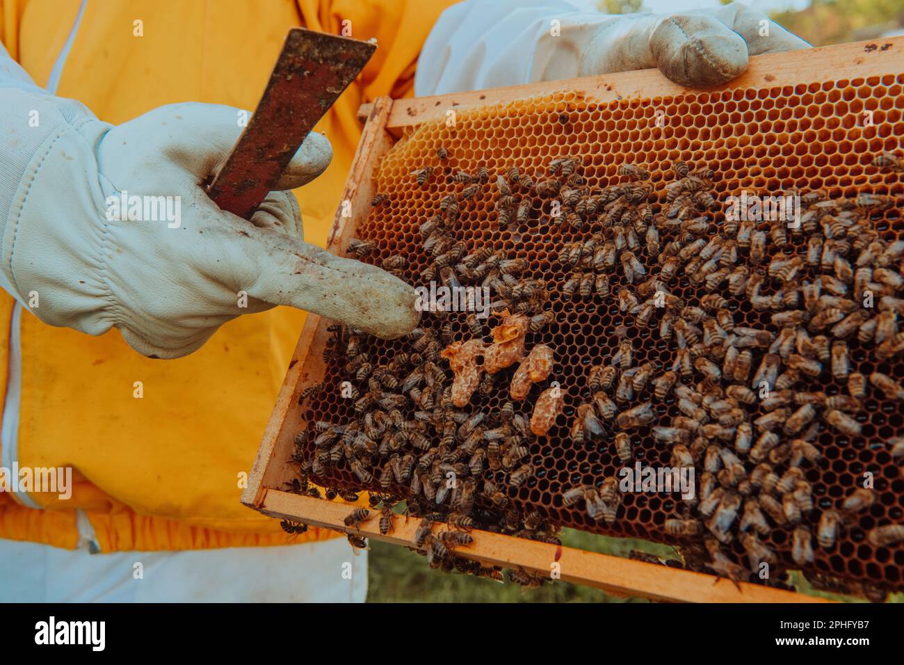 The beekeeper checks the queens for the honeycomb. Beekeepers check ...