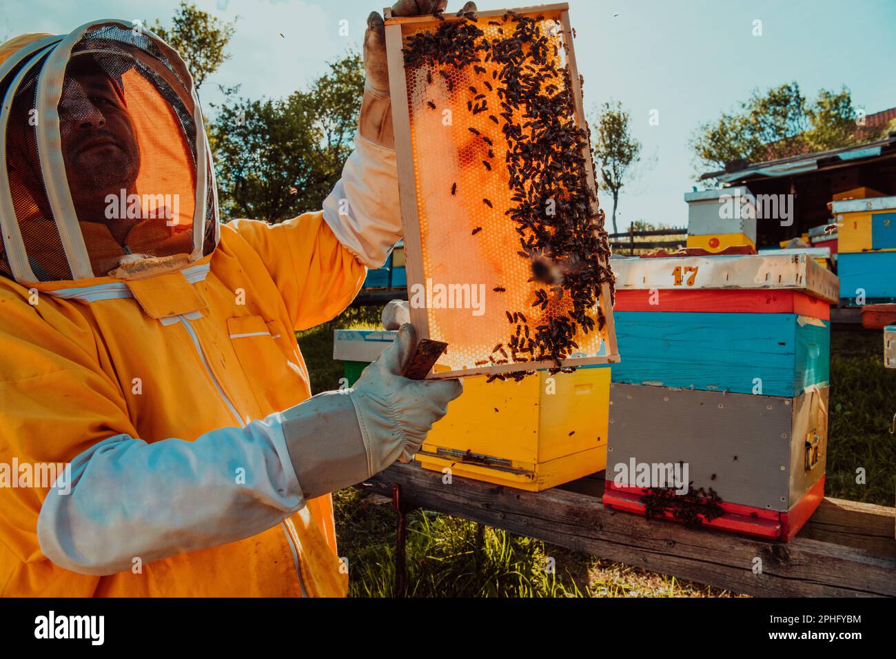 Wide shot of a beekeeper holding the beehive frame filled with honey ...
