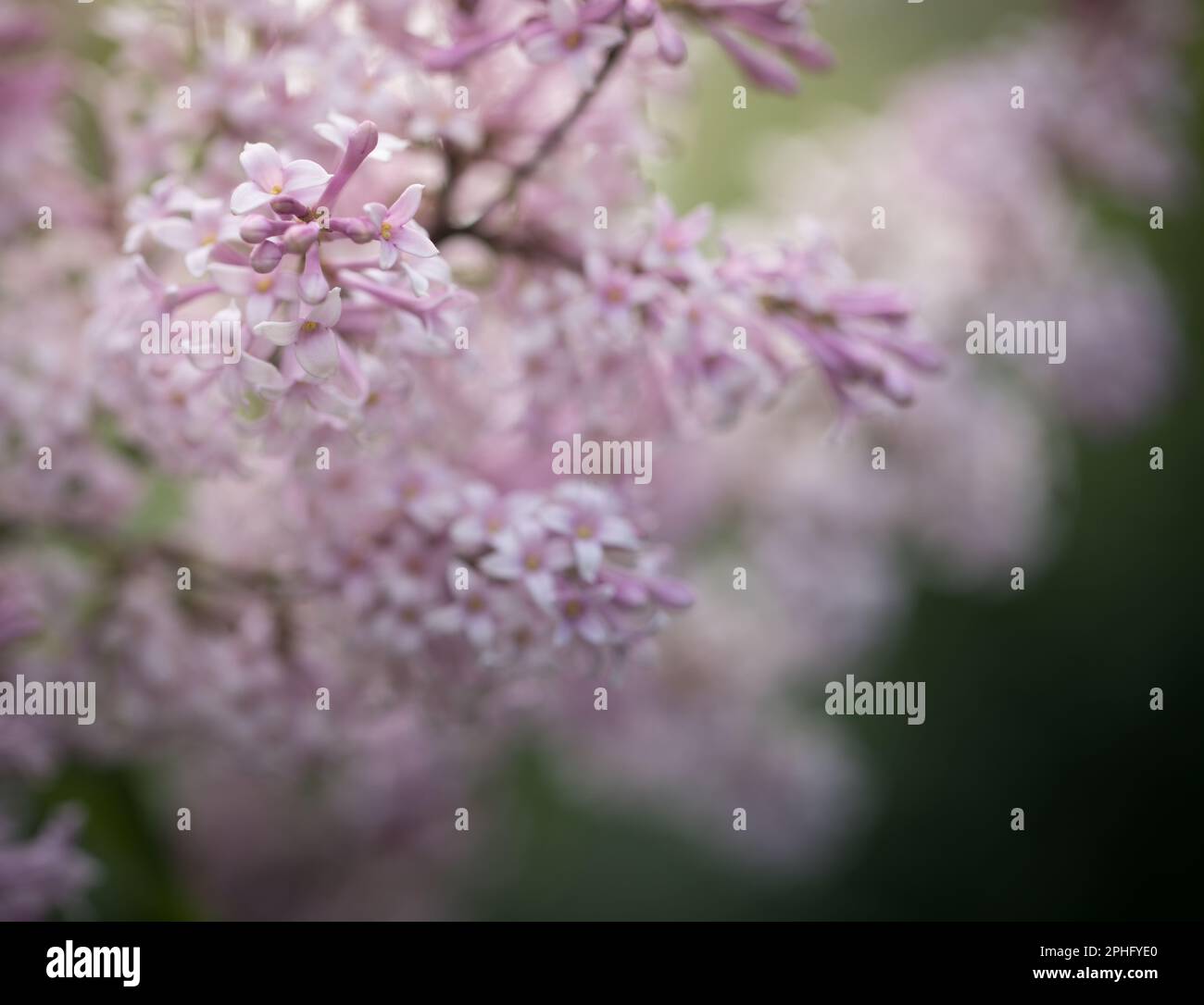 Spring background with blossom branches of pink lilac on blurred ...
