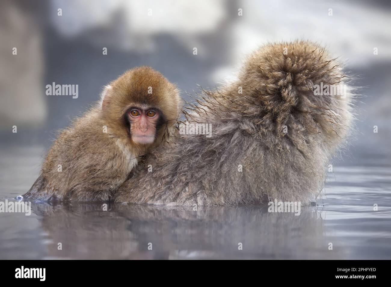 Two mom and baby snow monkeys in a shallow body of water, perched side ...