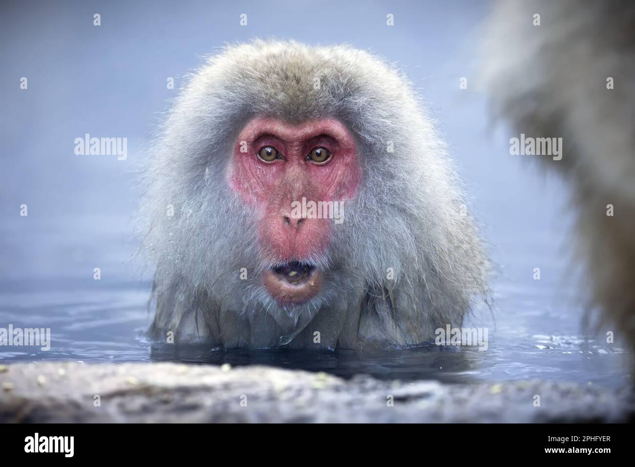 A Japanese macaque, also known as a snow monkey, pictured sitting in a ...