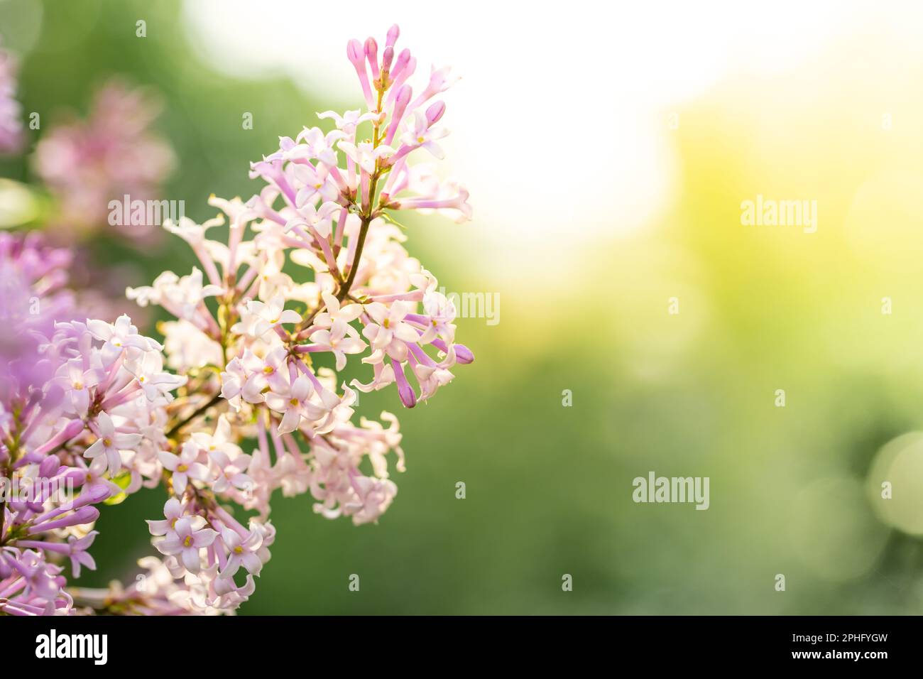 Sunlit spring blooming lilac branch on blurred foliage and sun backdrop ...