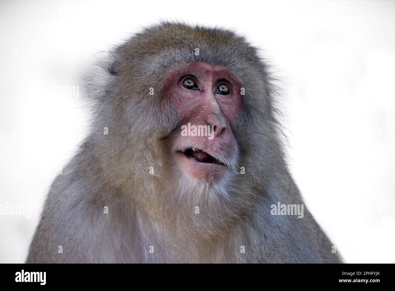A single snow monkey with an expression of surprise and shock in ...