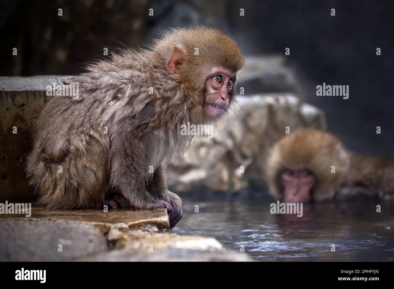 Two snow monkeys swimming in a natural water body located in Jigokudani ...