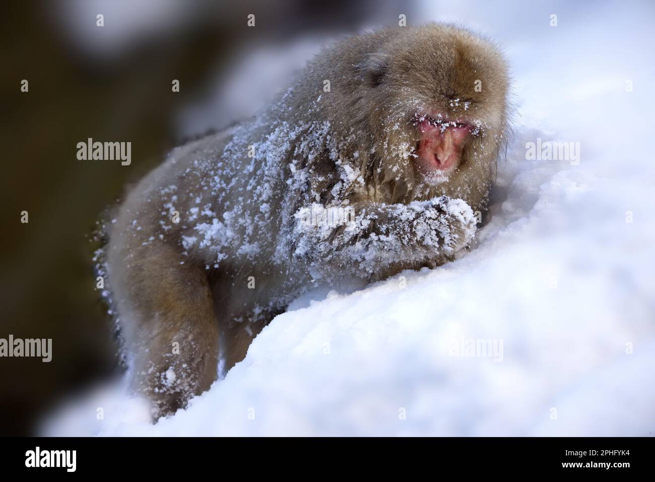A Japanese macaque perched atop a pile of white snow, with its mouth ...