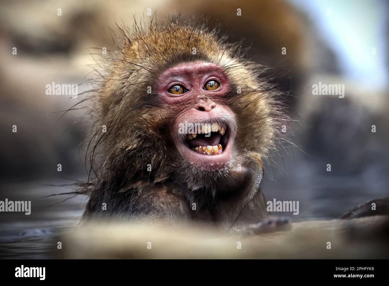 A little snow monkey standing in a shallow pool of water, its mouth ...