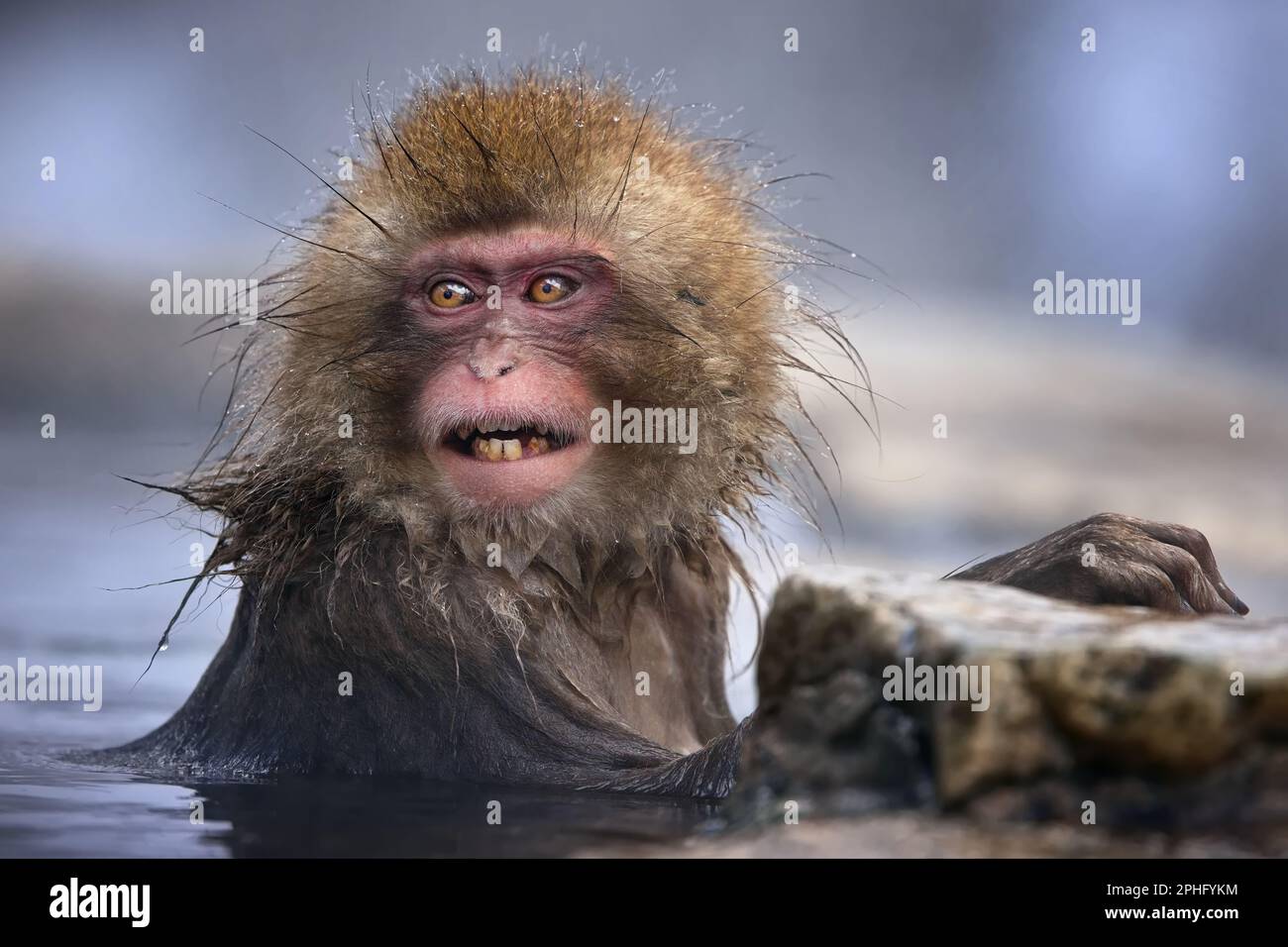 A macaque monkey with long, wet fur visible above the surface of the ...