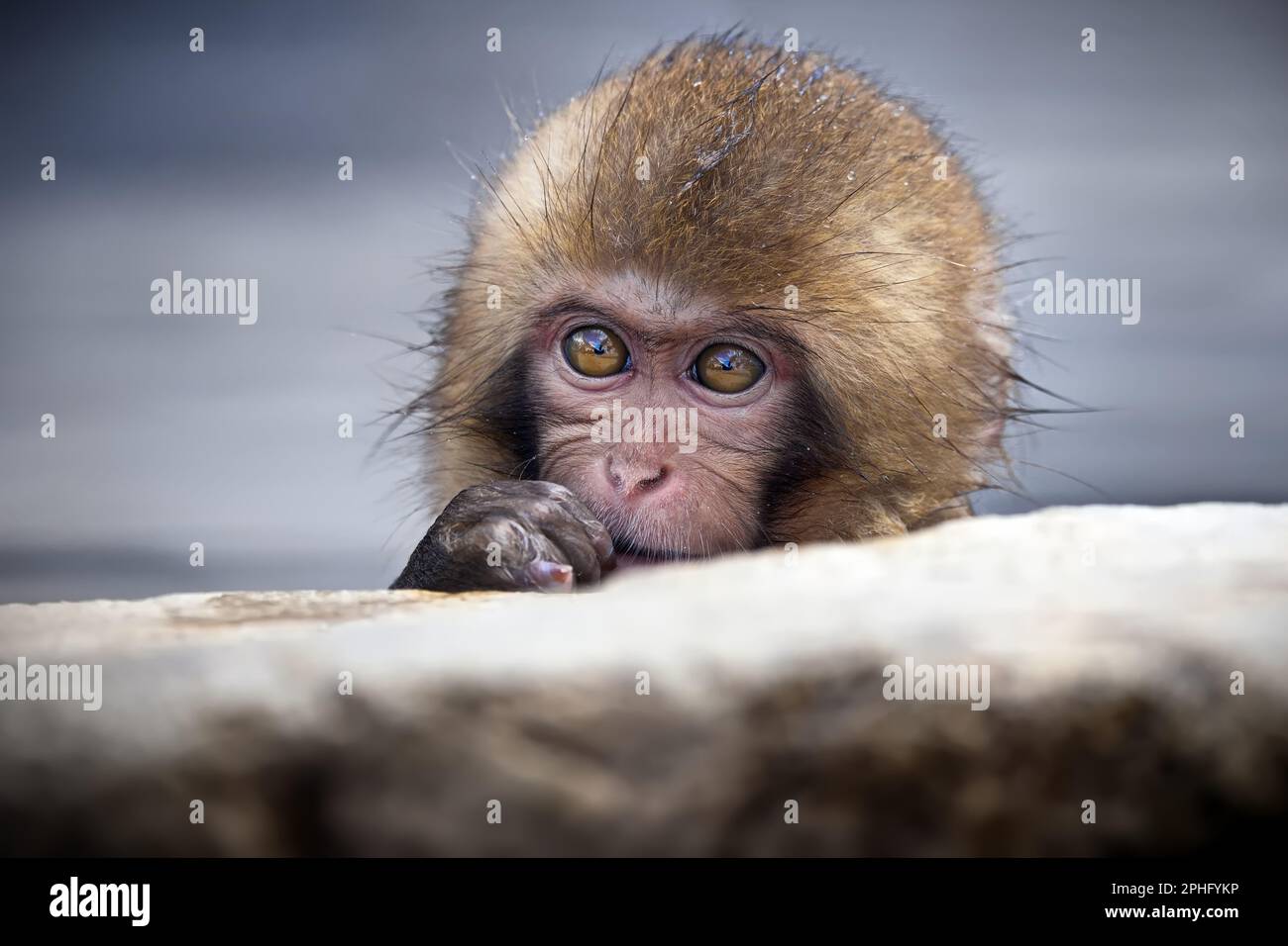 An adorable baby snow monkey perched in the snow, in a playful ...