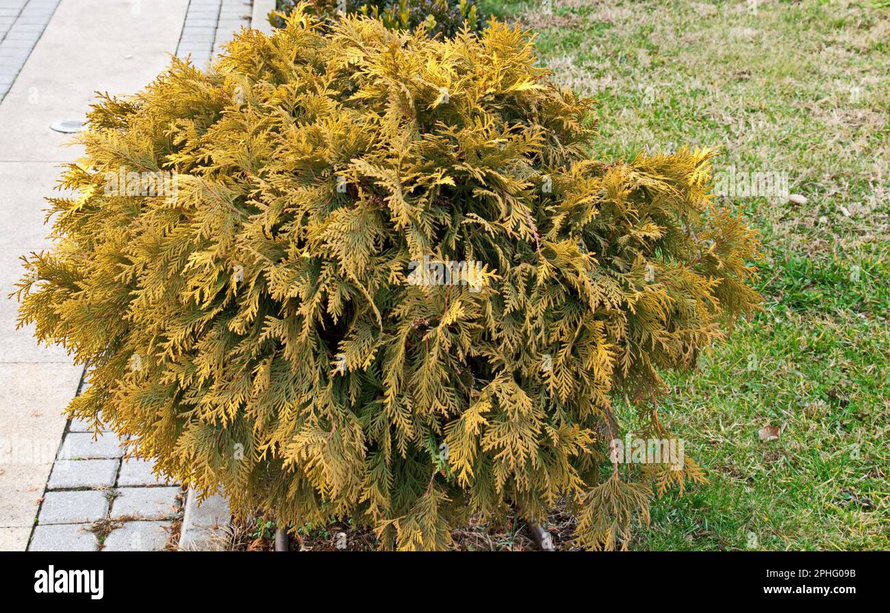 Part of the Flower Garden with Western red cedar tree at Lion`s Bridge ...
