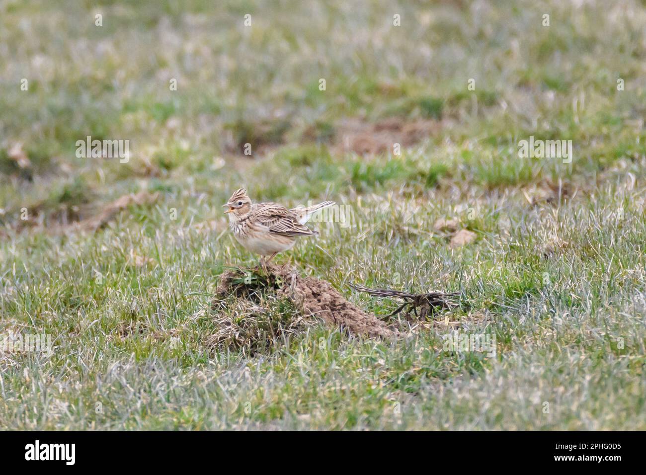 Selective focus photo. Eurasian skylark bird, alauda arvensis Stock ...