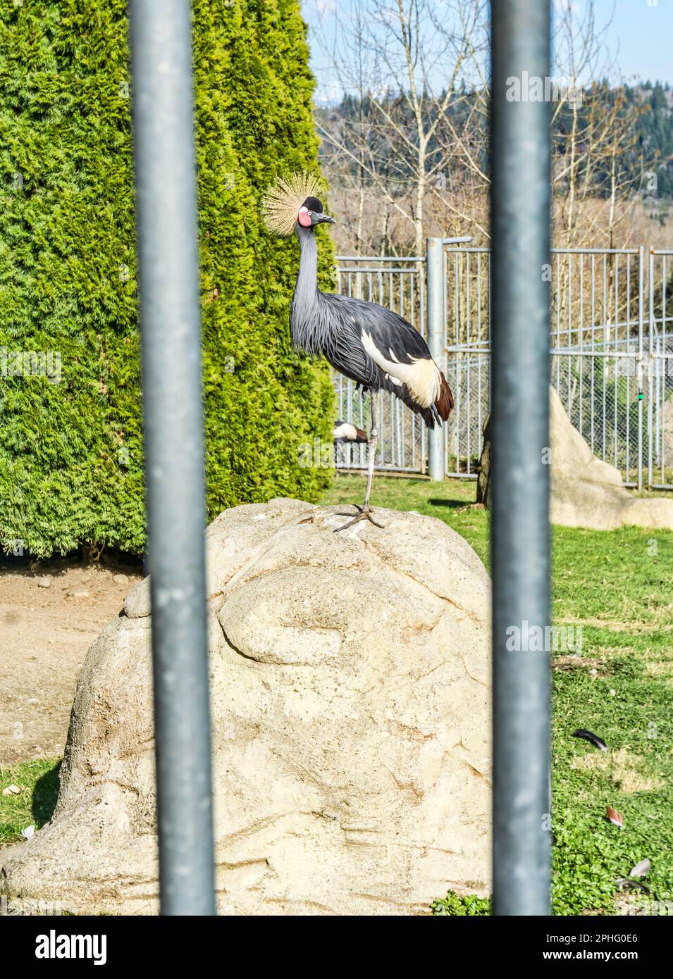 Gold Crested Heron at an animal park in Issaquah, Washington Stock ...