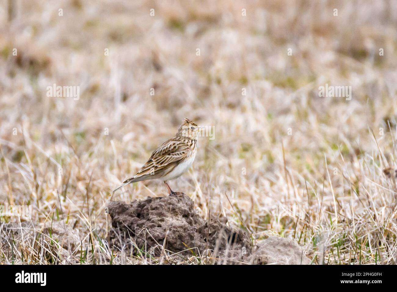 Selective focus photo. Eurasian skylark bird, alauda arvensis Stock ...