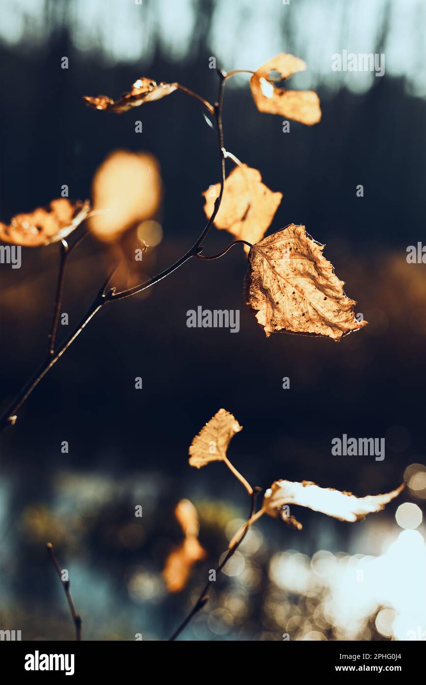 Blurred autumn withered leaves background. Backlit orange leaves ...