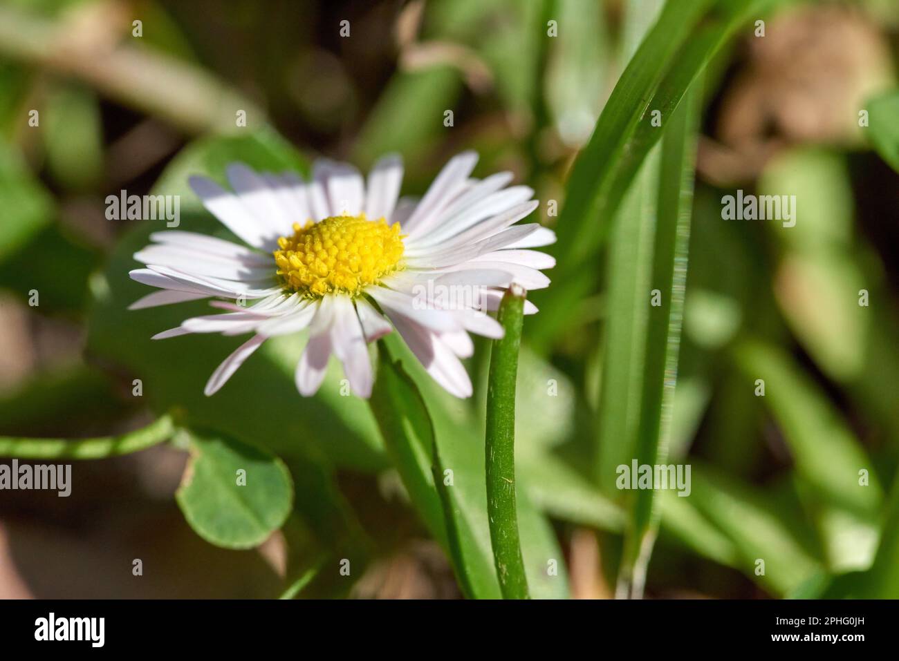 A single white daisy stands out against a backdrop of lush green grass ...