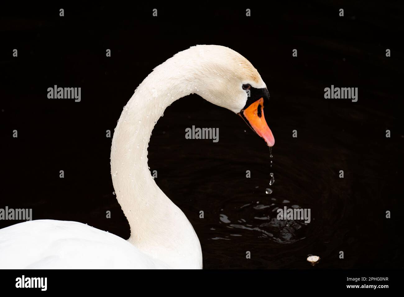 A majestic white wet swan with water dripping off its beak on a black ...