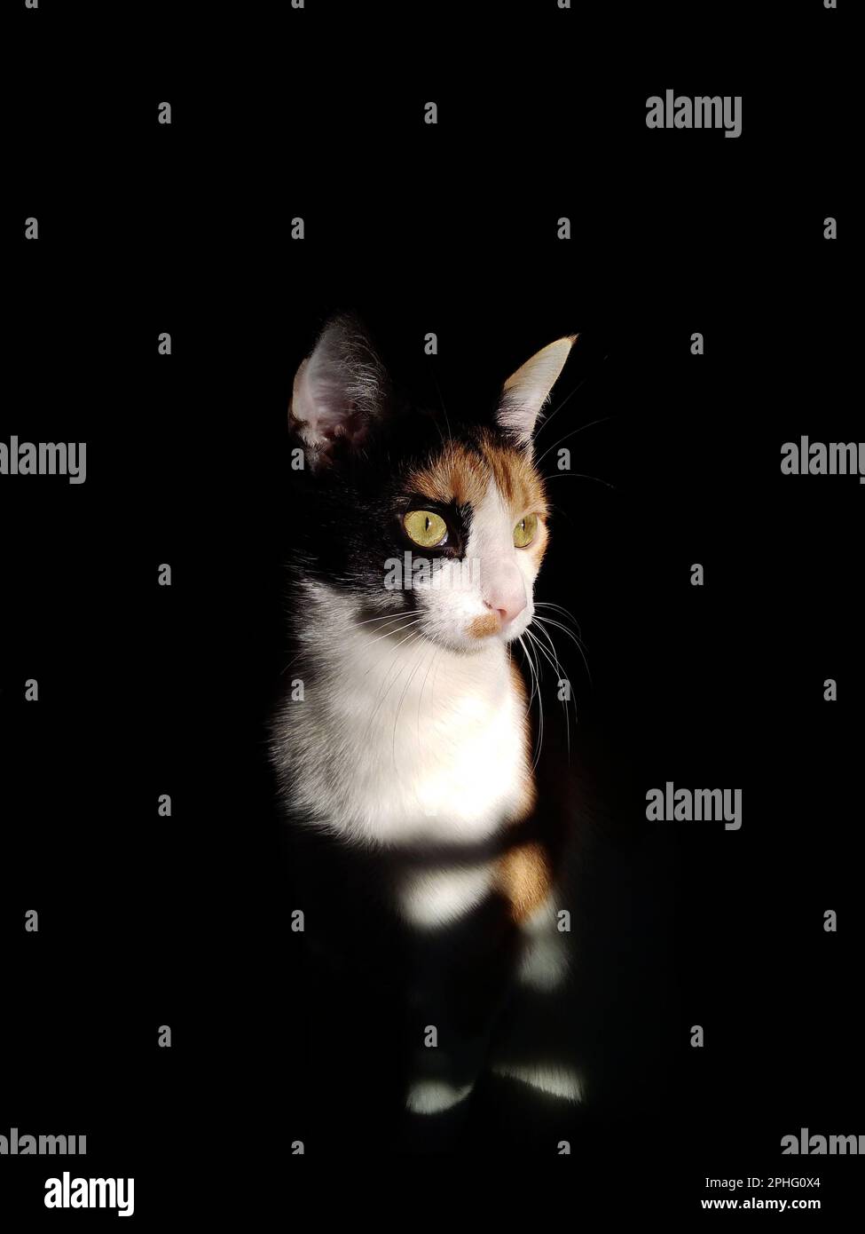 healthy calico cat looking illuminated by sunlight on black background ...