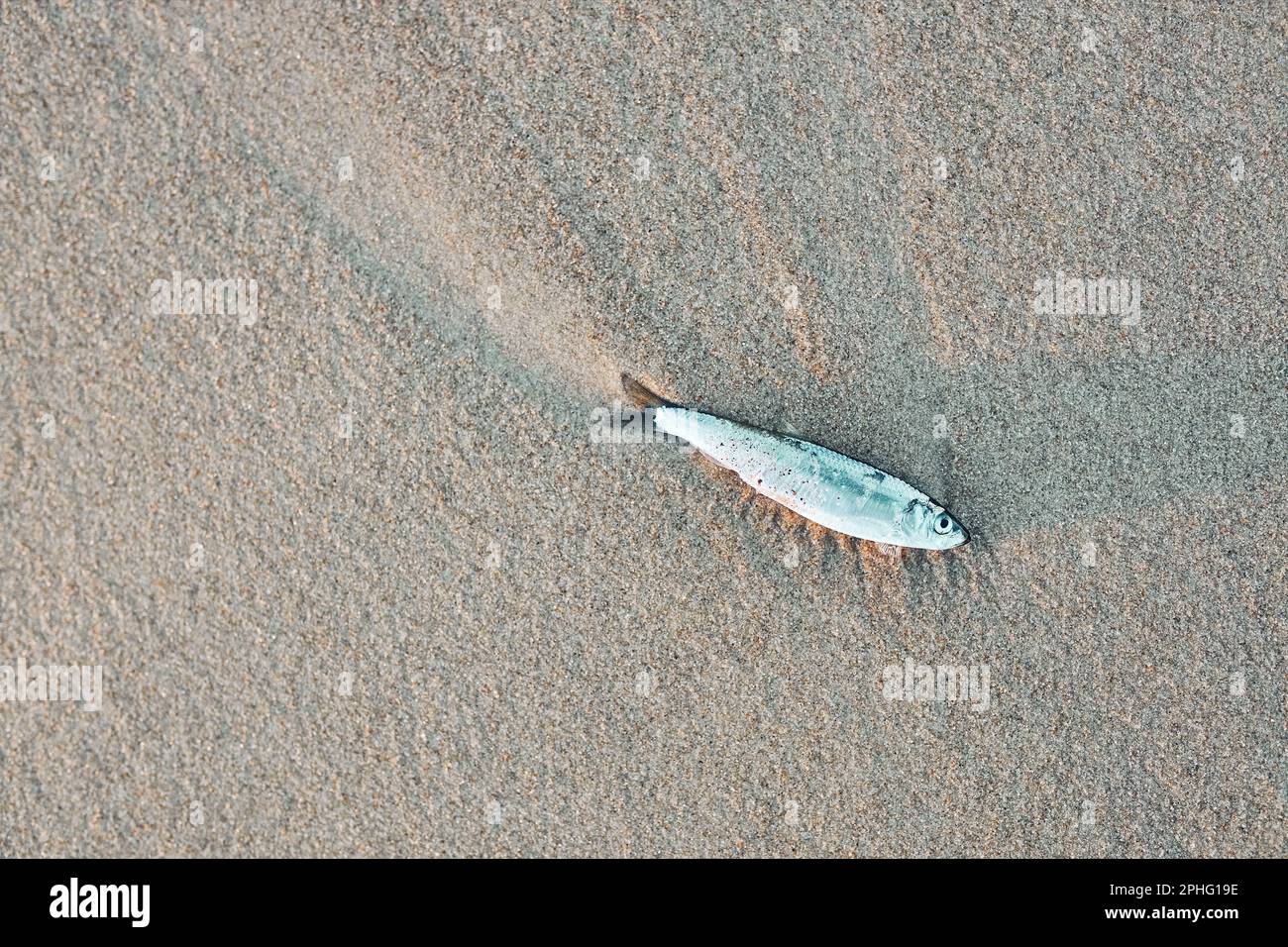 Small dead fish on the beach. Polluted environment. Contaminated water ...