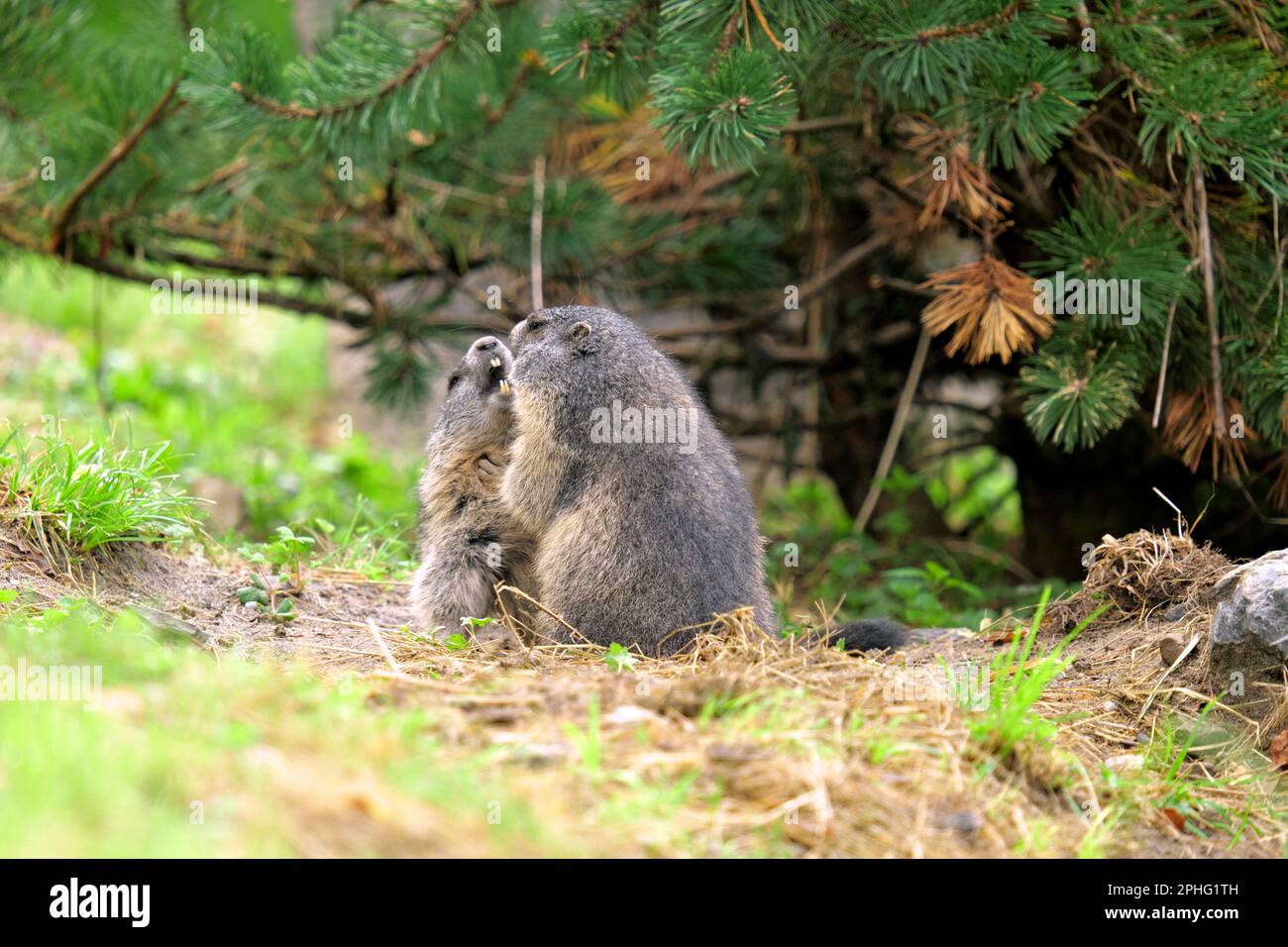 Two playing marmots, one with open mouth and big teeth Stock Photo - Alamy