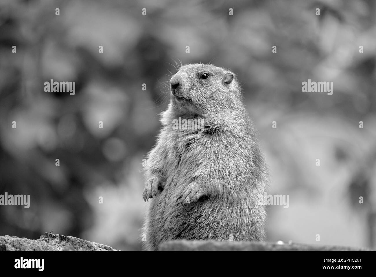 Portrait close up of erect groundhog marmot in black and white Stock ...