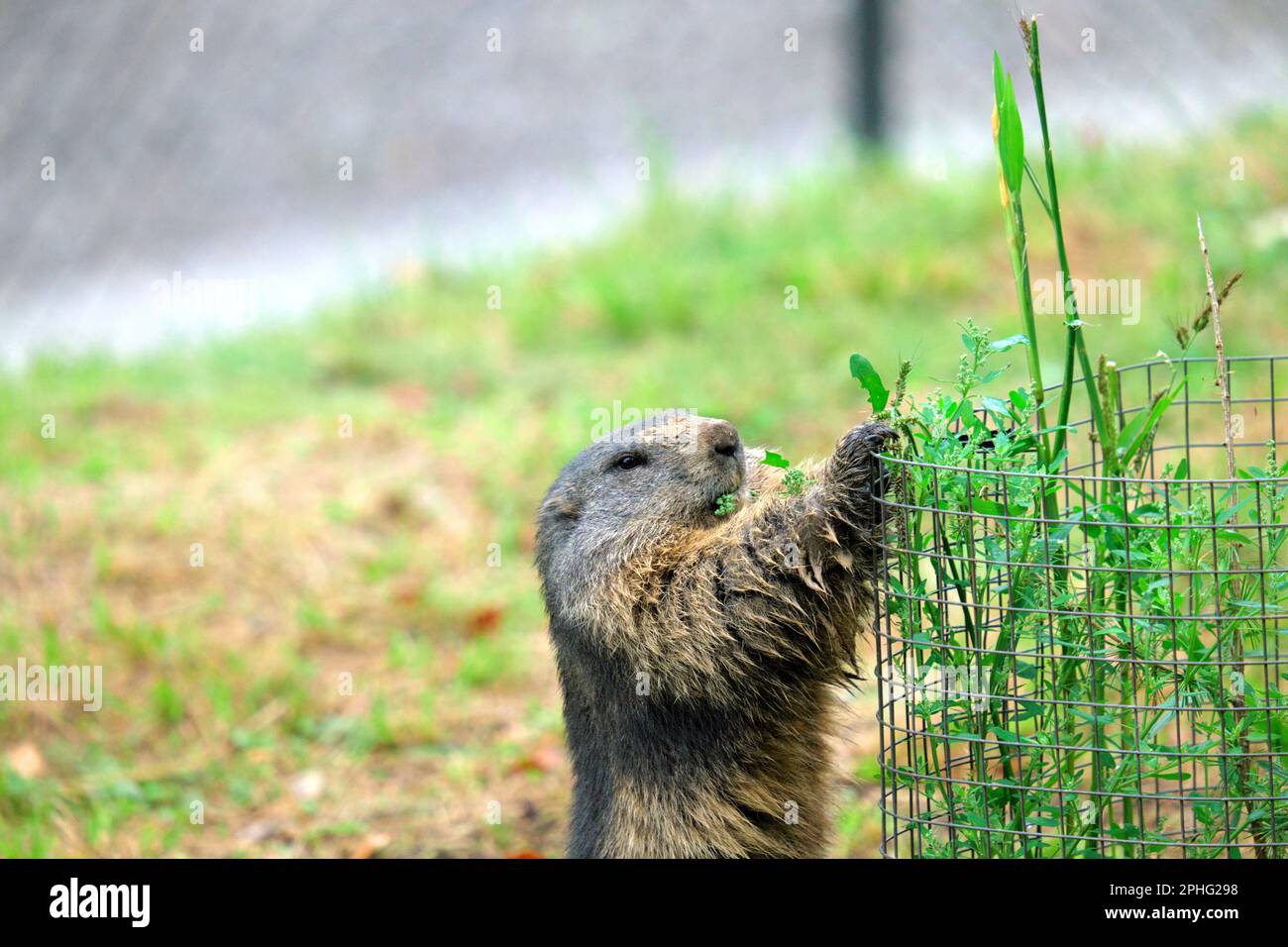 Woodchuck eating hi-res stock photography and images - Alamy