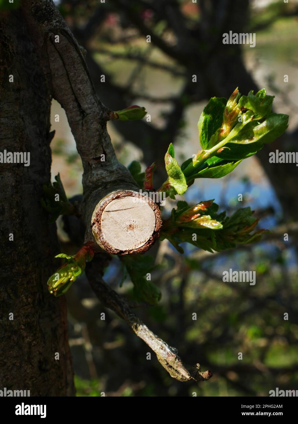 A freshly cut tree branch arching over a serene river, surrounded by a ...