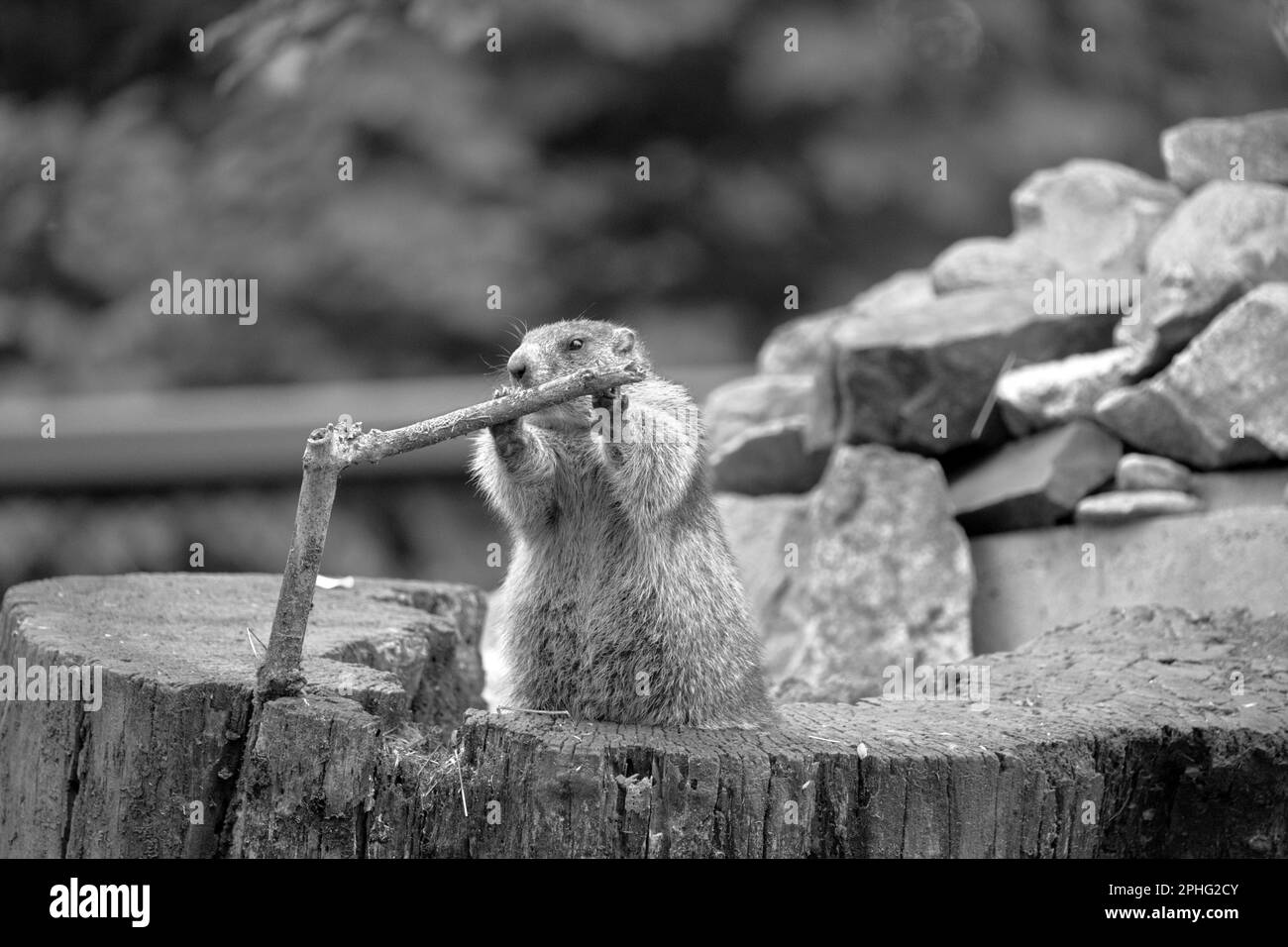 Groundhog on tree stump holds on to branch in black and white Stock ...