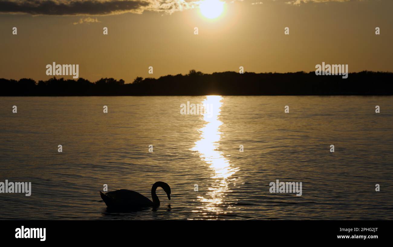 Silhouette of a swan on the undulating water in the sunset with ...