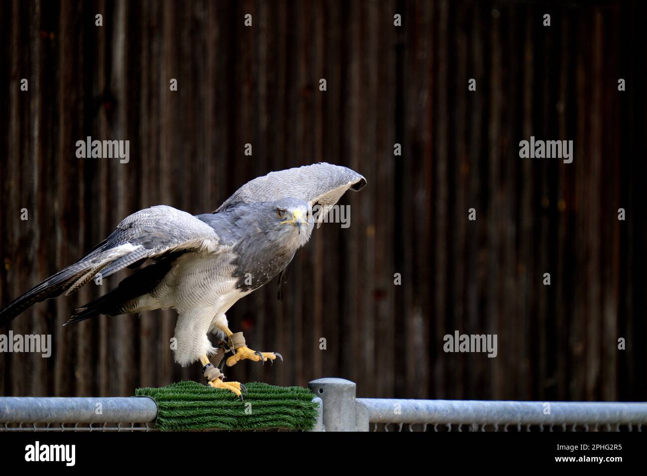Black-chested buzzard-eagle with raised claws in chains on railing ...