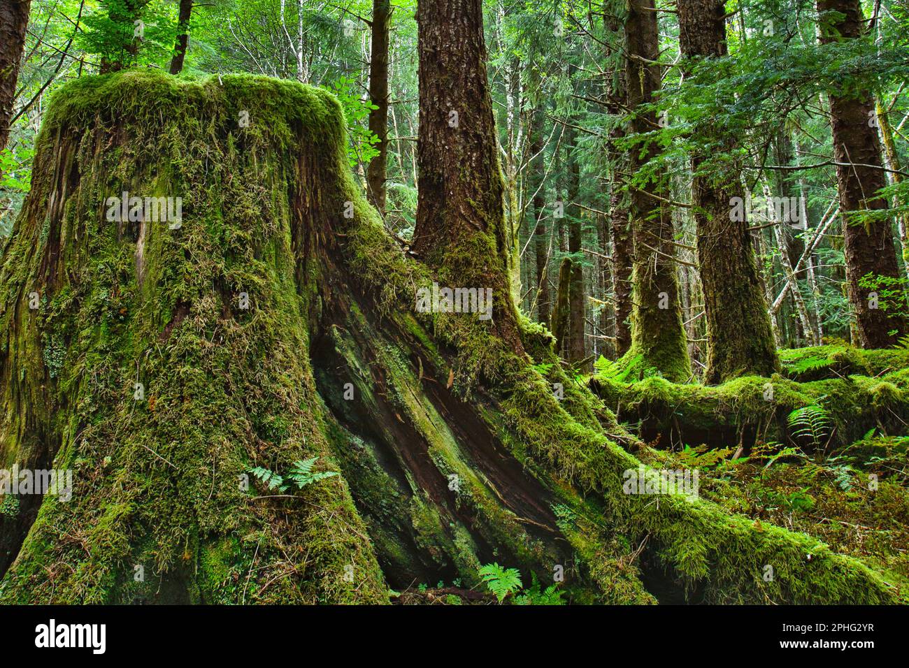 Rain forest deforestation regrowth hi-res stock photography and images ...