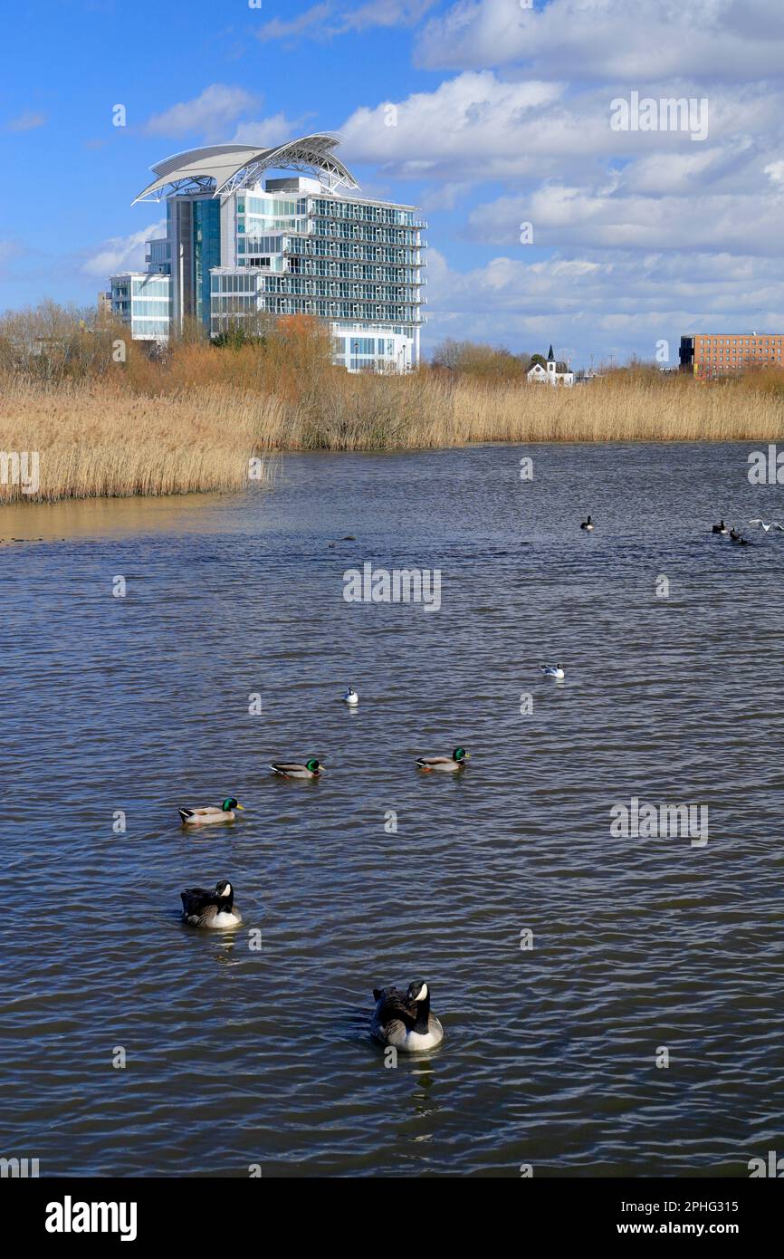 Cardiff Bay Wetlands Nature Reserve, Cardiff Bay, South Wales, UK Stock ...