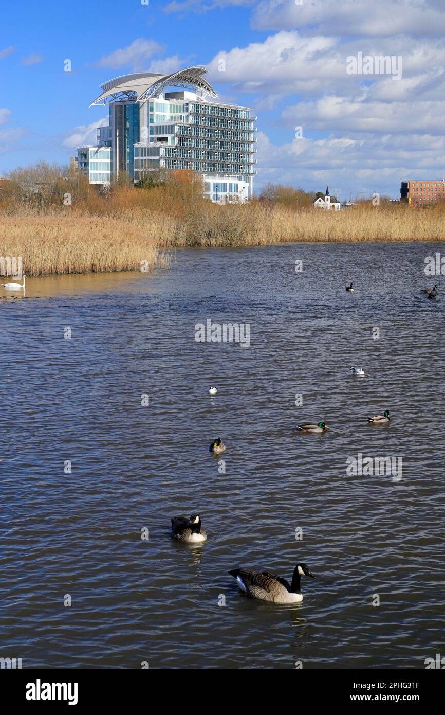 Cardiff Bay Wetlands Nature Reserve, Cardiff Bay, South Wales, UK Stock ...