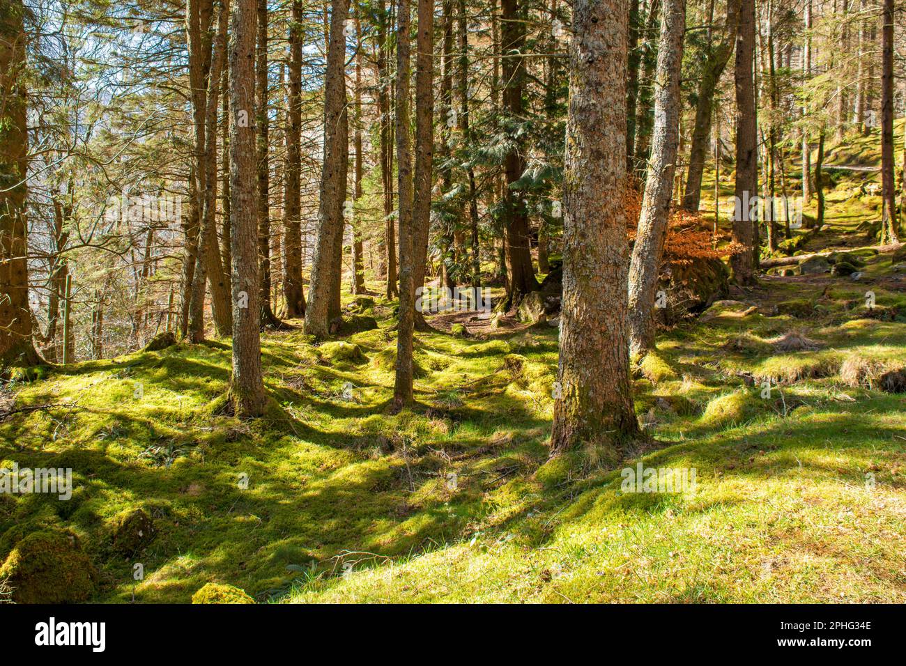 Glen Coe Highland Scotland fir trees and moss of the woodland An Torr ...