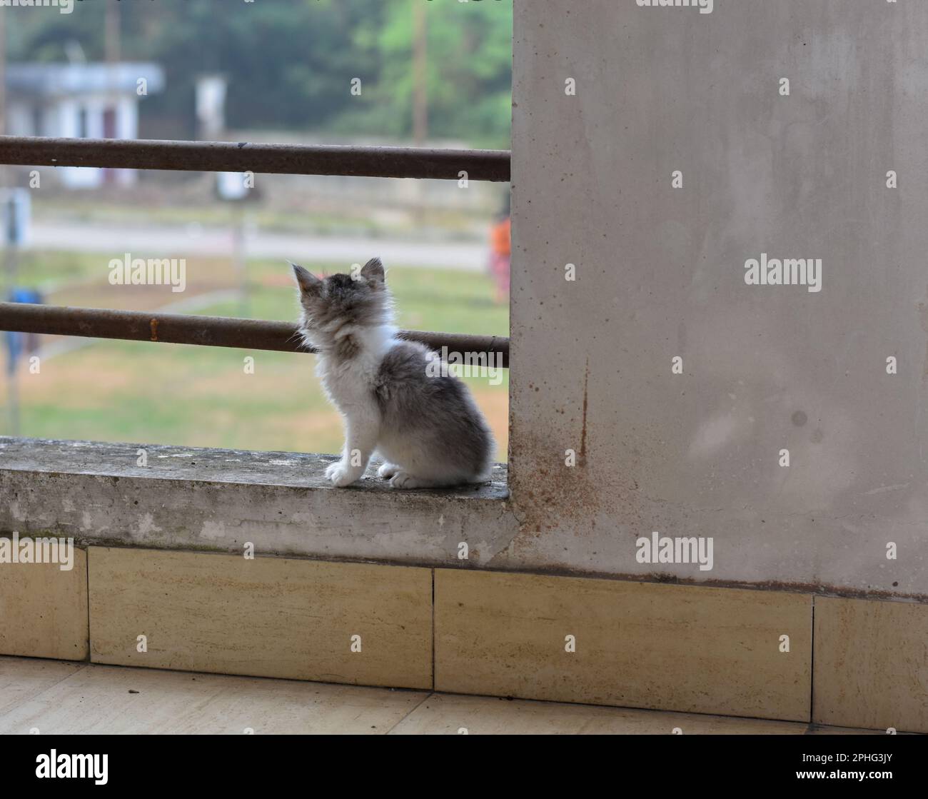A small Indian kitten sitting in balcony and looking outside Stock ...