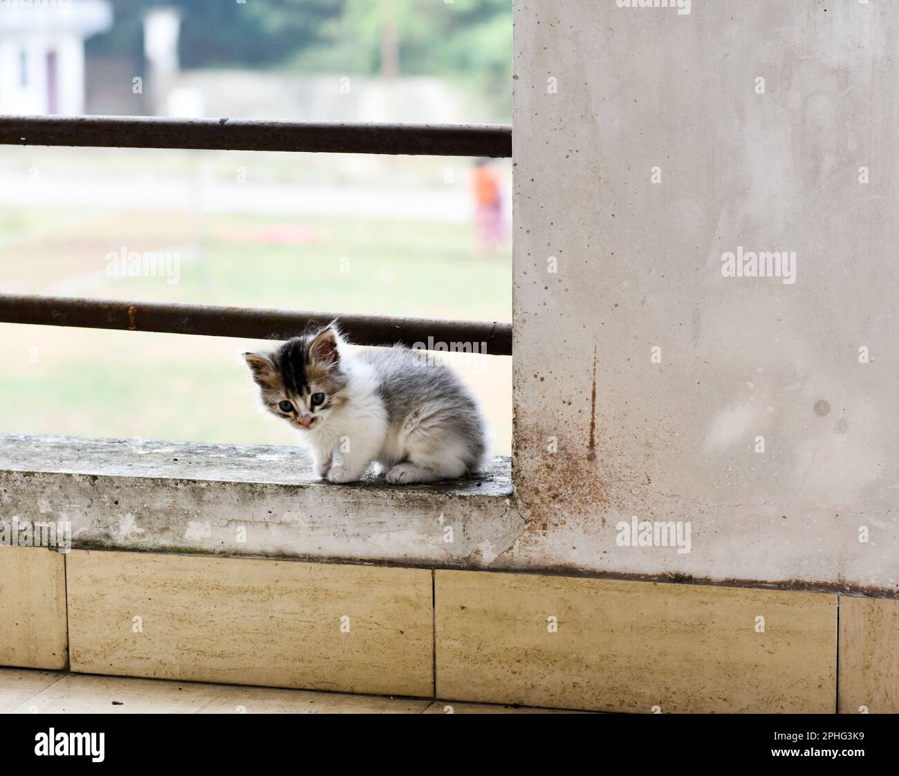 A small Indian kitten sitting in balcony and looking outside Stock ...