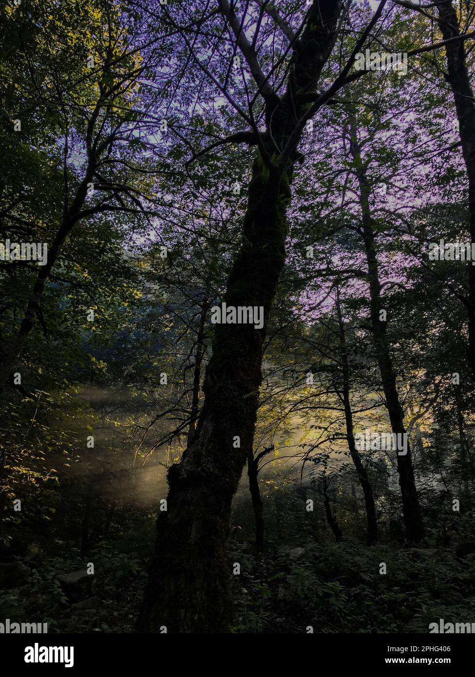 A beam of enchanting sunlight shines through a lush green foliage of a ...