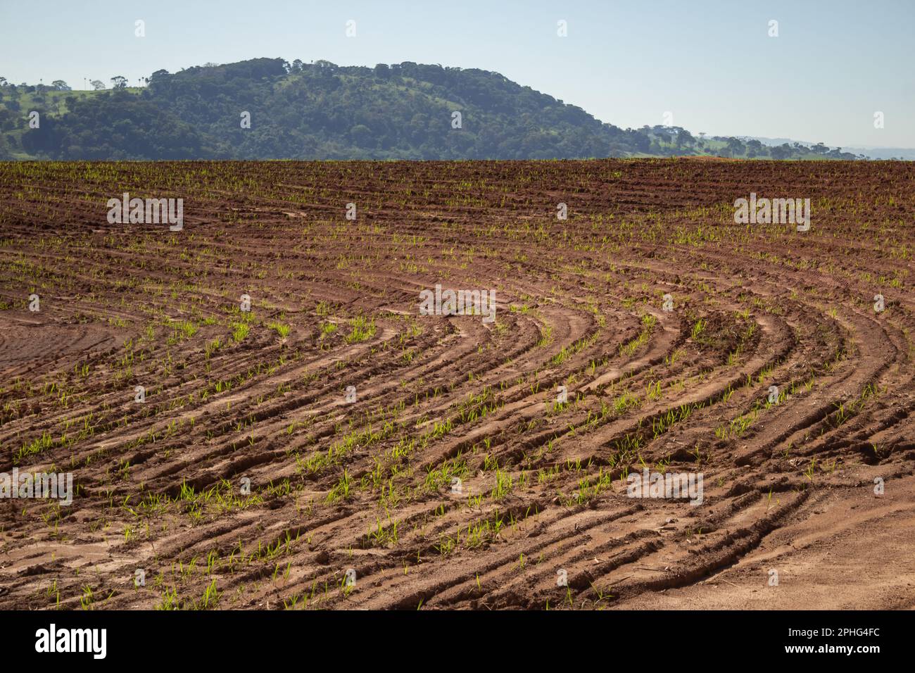 Anicuns, Goias, Brazil – March 26, 2023: Wet, freshly watered ...