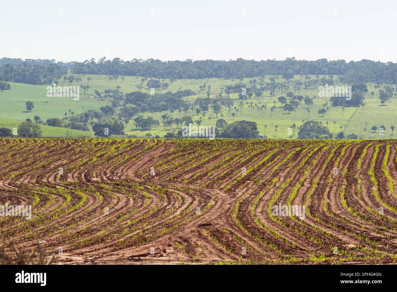 Anicuns, Goias, Brazil – March 26, 2023: Wet, freshly watered ...