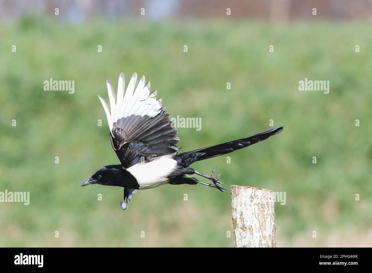 Close up of Magpie, Pica pica, flying up from a pole with wings spread ...