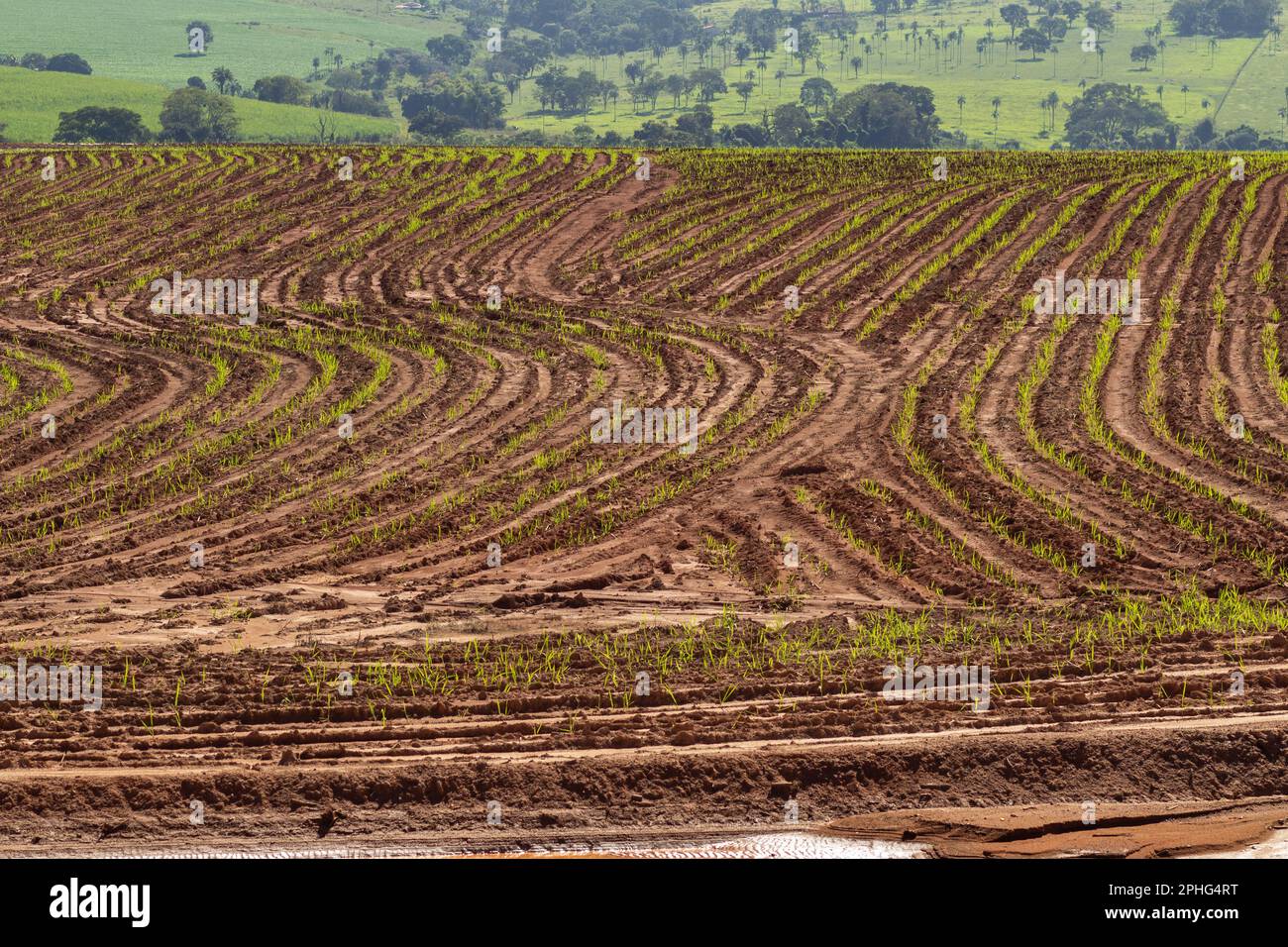 Anicuns, Goias, Brazil – March 26, 2023: Wet, freshly watered ...
