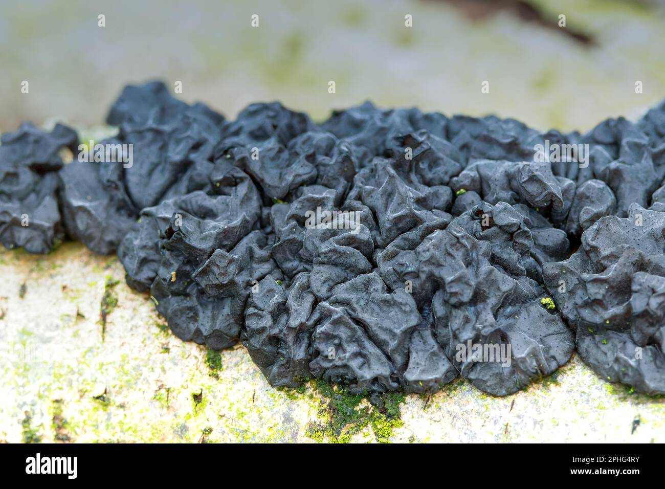 Close up of Black jelly fungus, Exidia nigricans on dead trunk of a ...