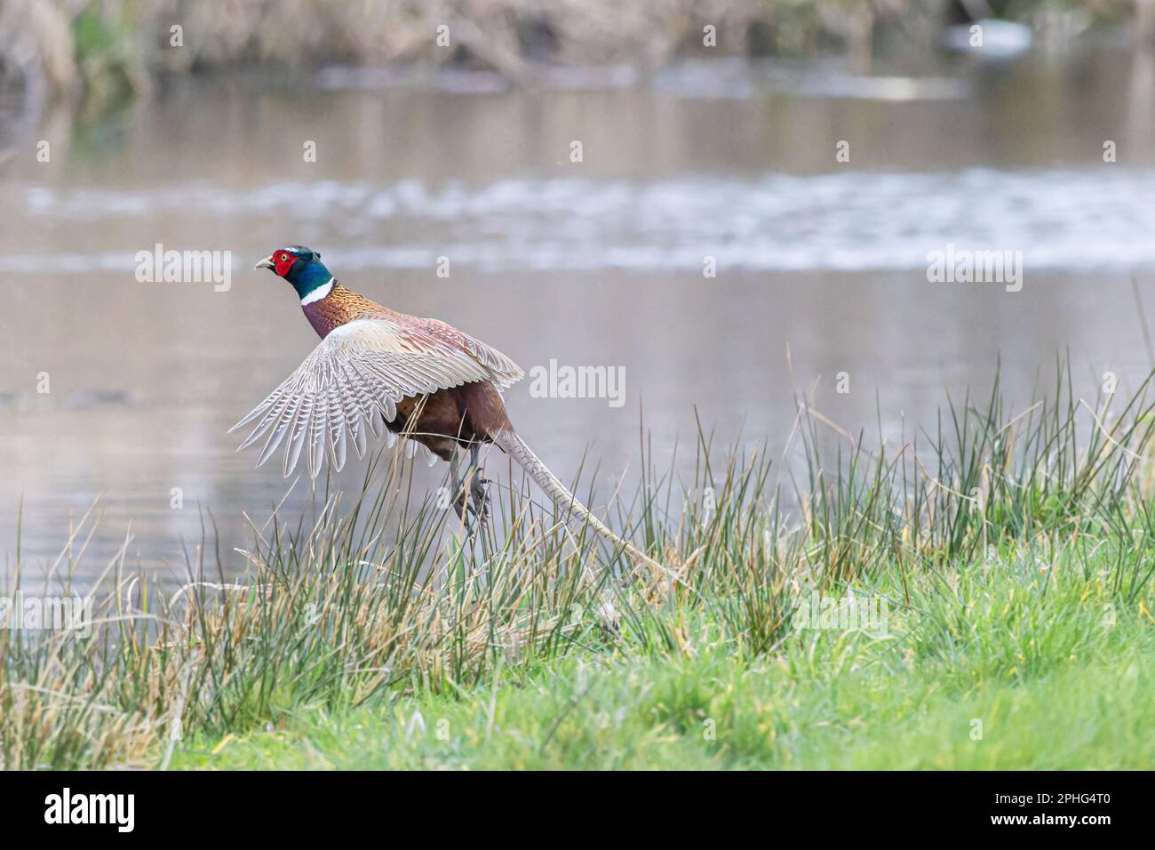 Close up of loud screeching colorful flying up Pheasant Rooster ...