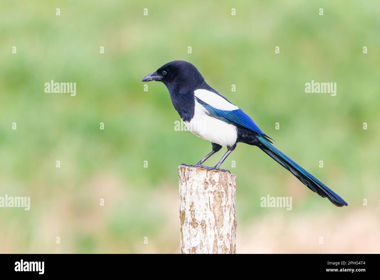 Beautiful magpie hi-res stock photography and images - Alamy