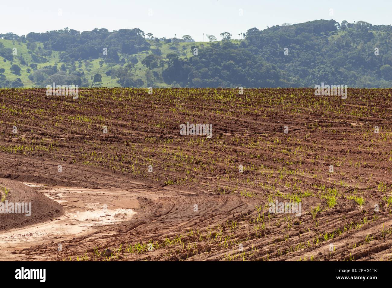 Anicuns, Goias, Brazil – March 26, 2023: Detail of wet, freshly watered ...