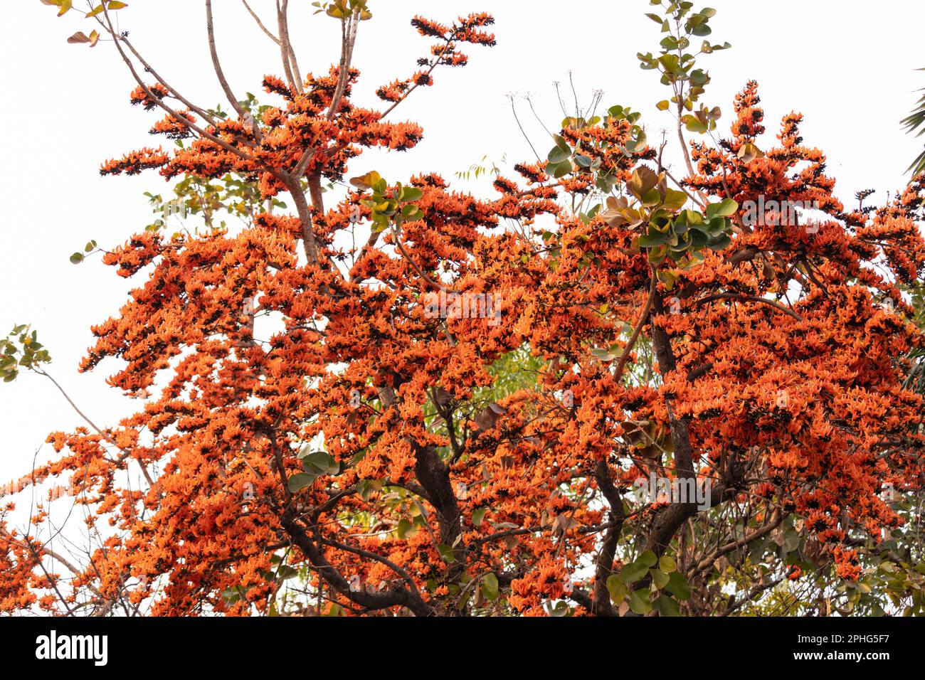 Blooming colorful palash flower in a tree in spring season just before ...